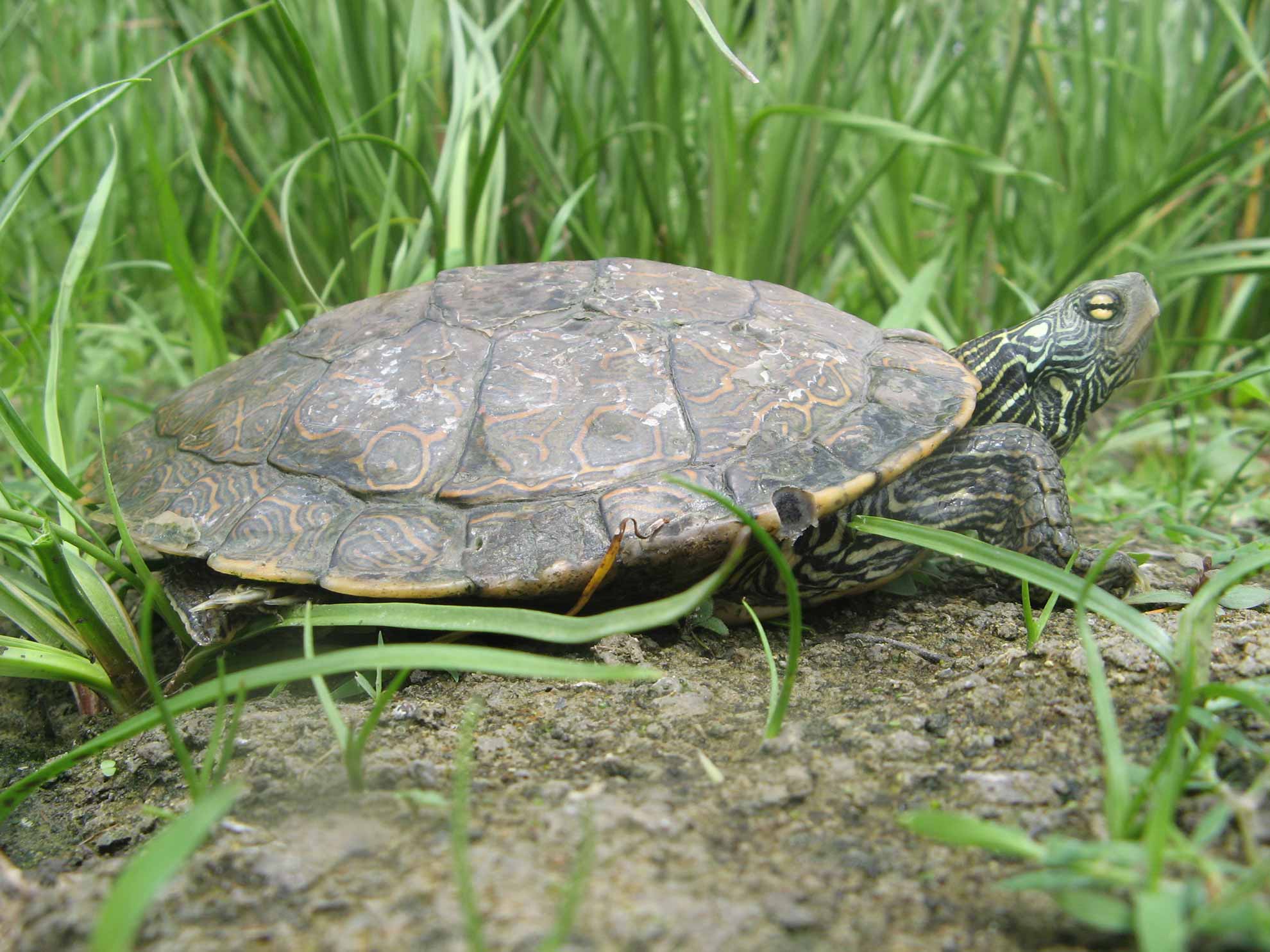 Attention aux traverses de tortues durant la période de ponte – Ville ...