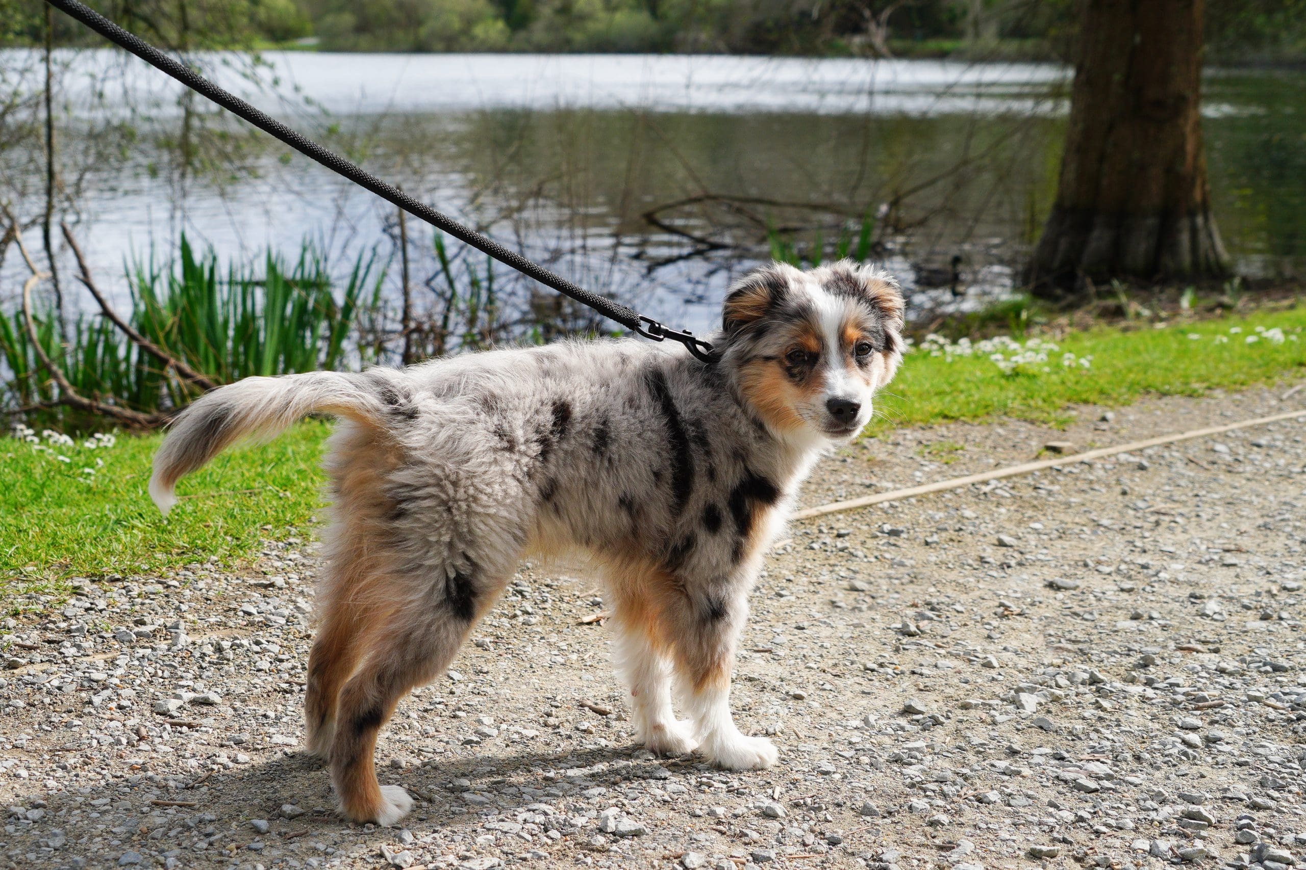 Bien vivre avec son chien à Carignan : rappels importants du règlement municipal – Ville de Carignan